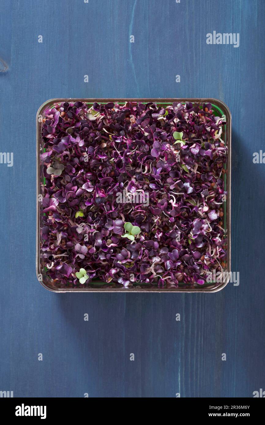 Red radish sprouts in a germinating tray Stock Photo - Alamy