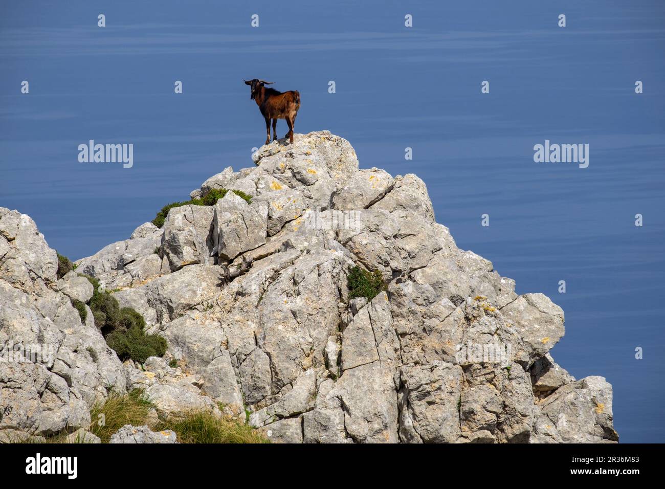 Frente de cabra hi-res stock photography and images - Alamy