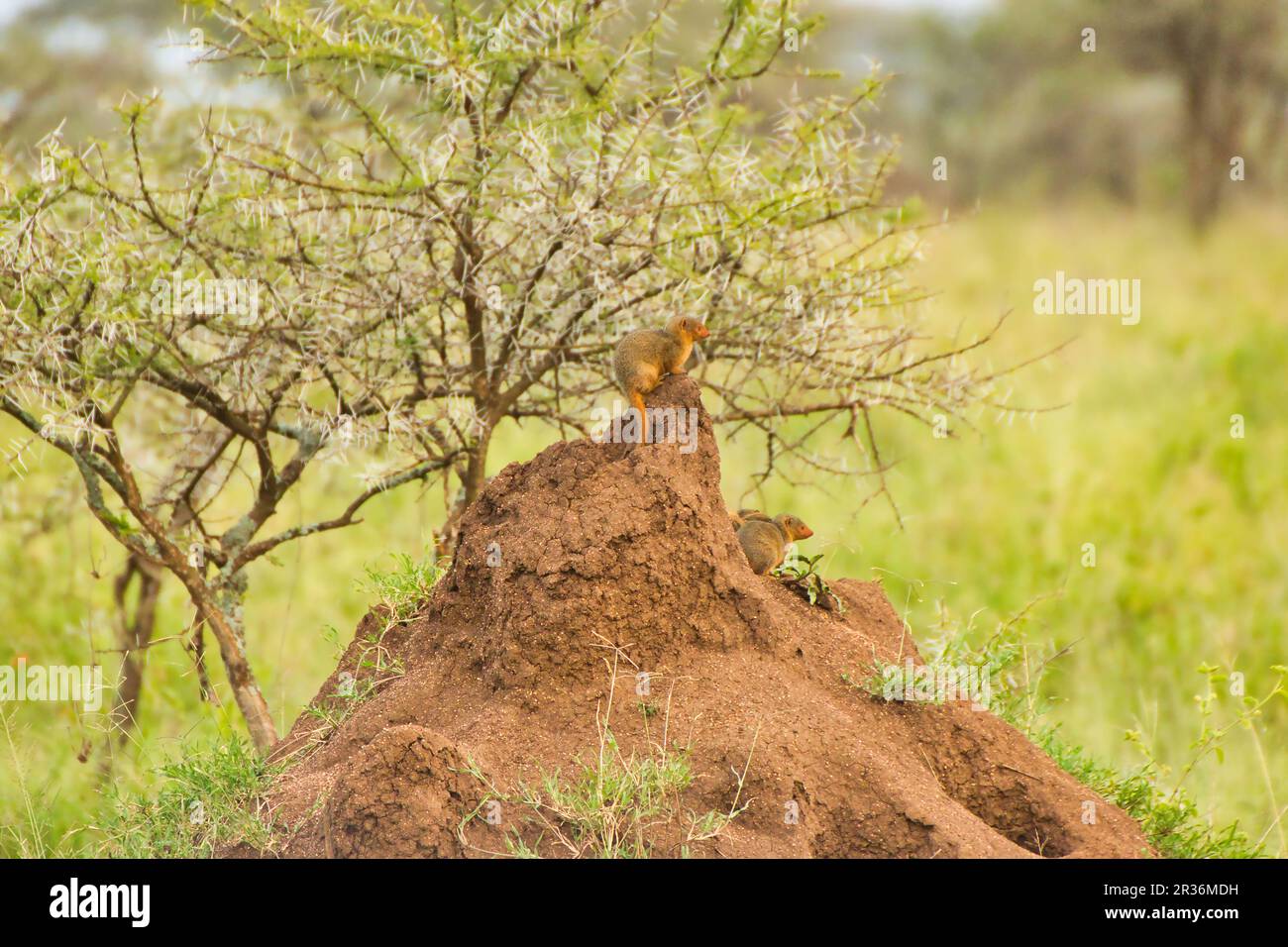 Mongoose family on termite mound hi-res stock photography and images ...
