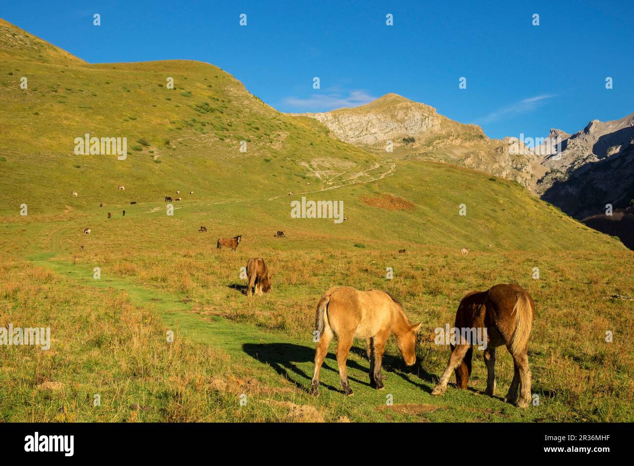 caballos pastando, Linza, Parque natural de los Valles Occidentales ...