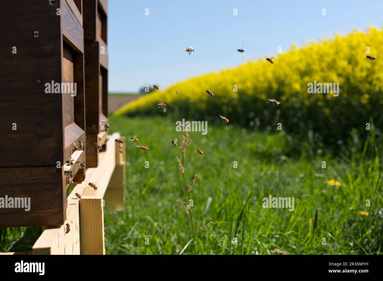 Bees flying into a beehive Stock Photo - Alamy