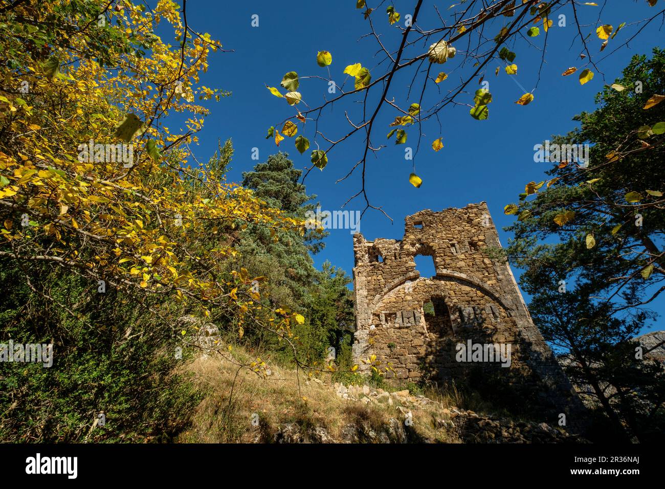árbol del infierno hi-res stock photography and images - Alamy