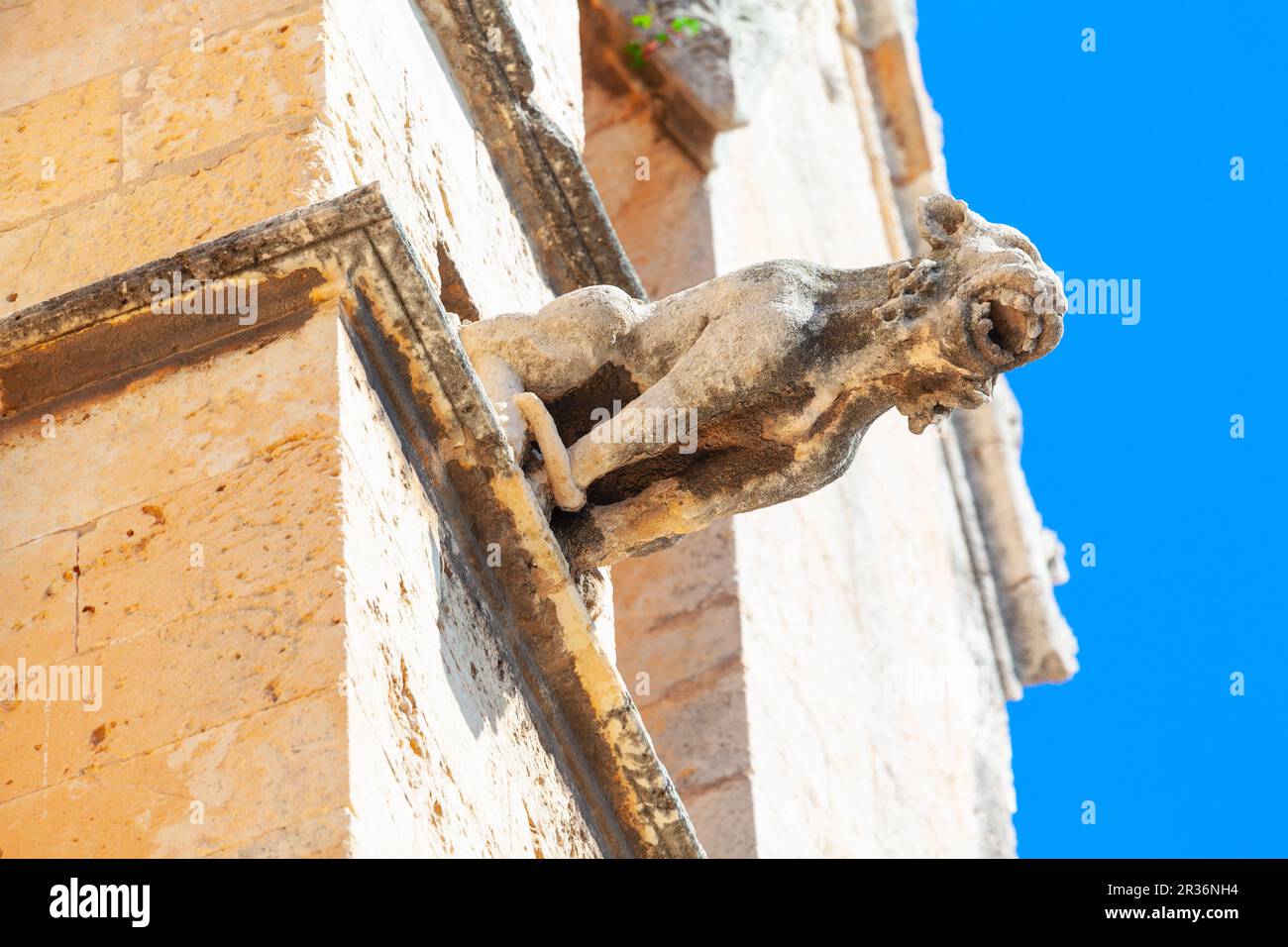 Stone gargoyle sculpture on the cathedral wall . Gothic symbol statue ...