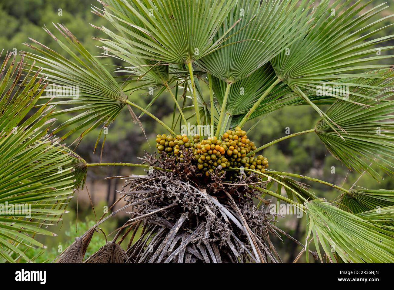 Parque parma hi-res stock photography and images - Alamy