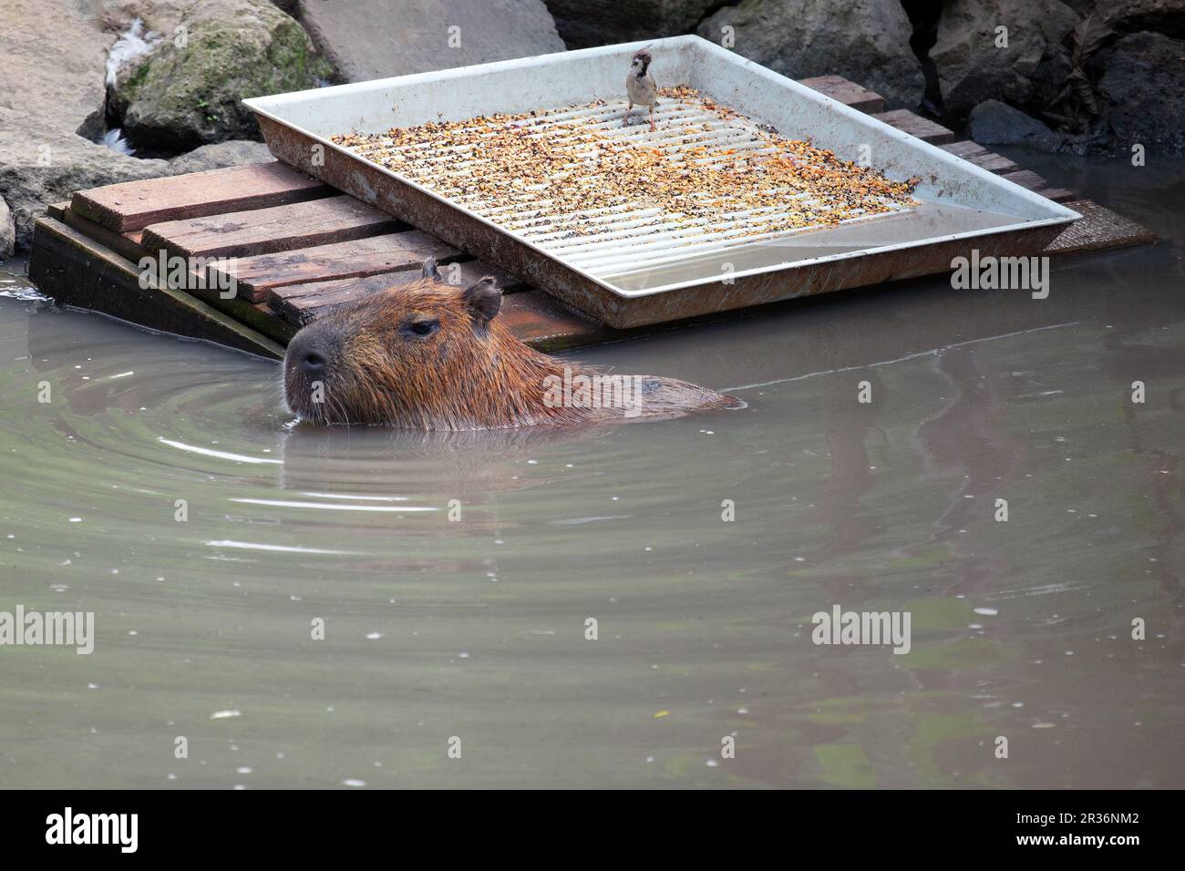 Capybara in the water . Hydrochoerus hydrochaeris . Capybara near ...