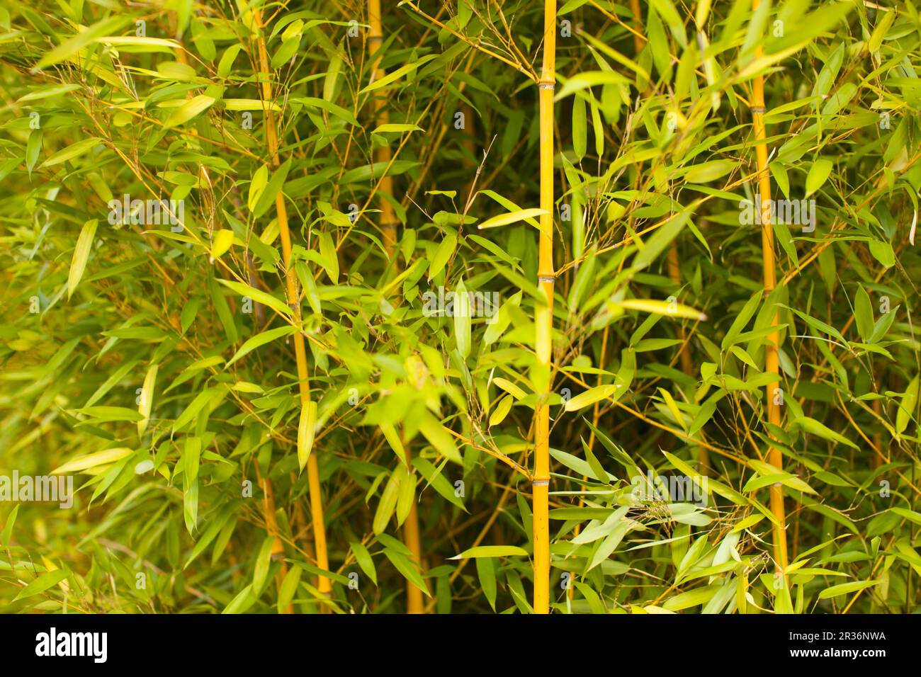Green leaves stem stems hi-res stock photography and images - Alamy