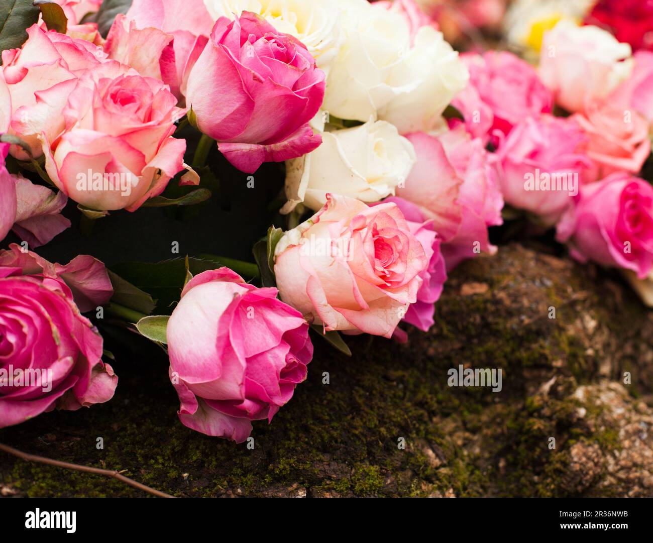 Yellow roses pattern wallpaper hi-res stock photography and images - Alamy
