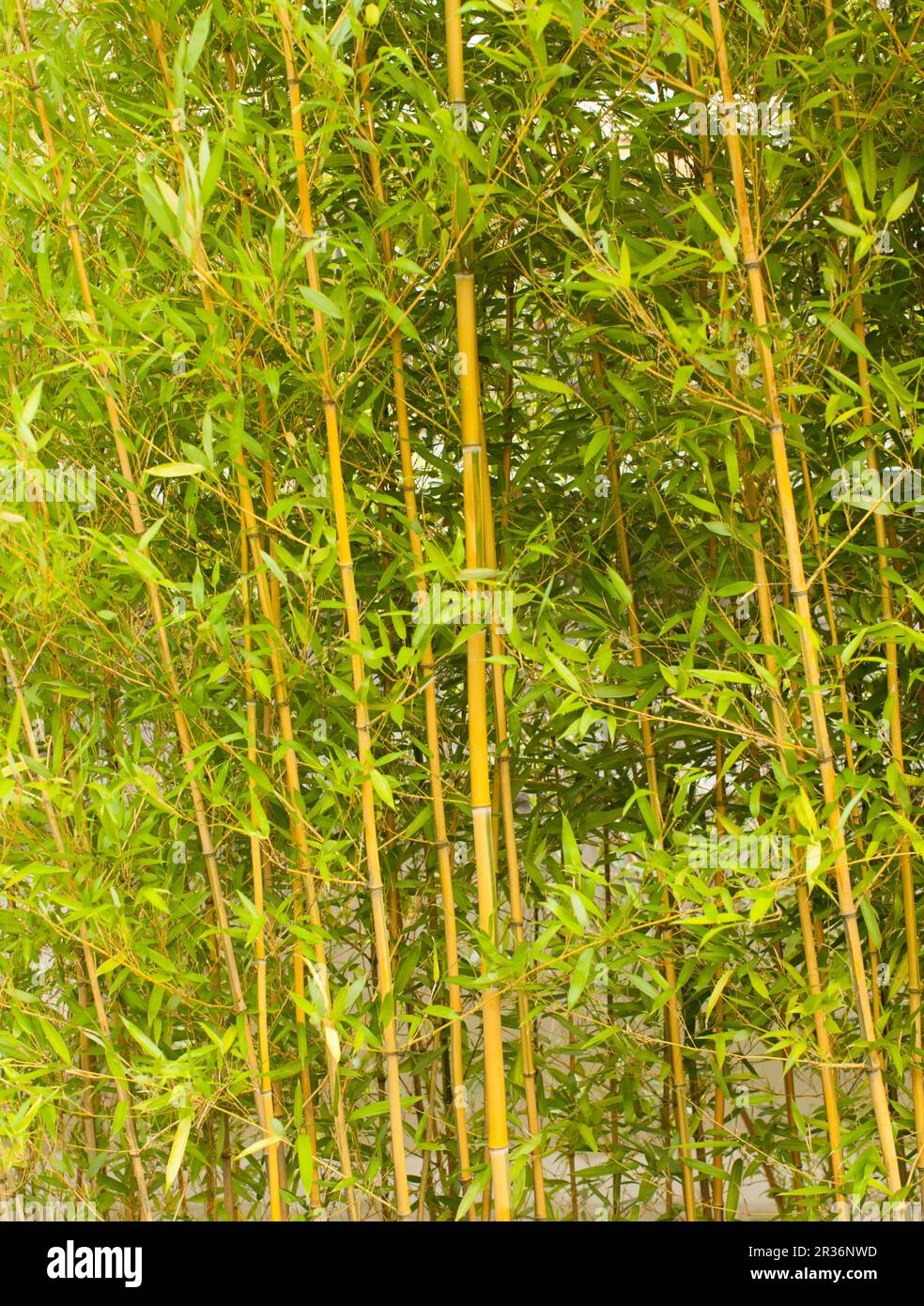 Green bamboo stems Stock Photo - Alamy