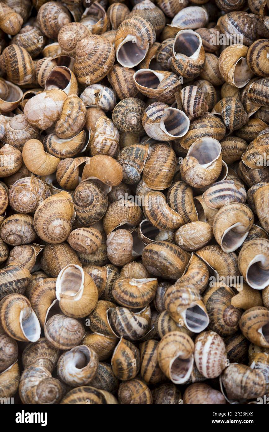 Lots of empty snail shells (full-frame Stock Photo - Alamy