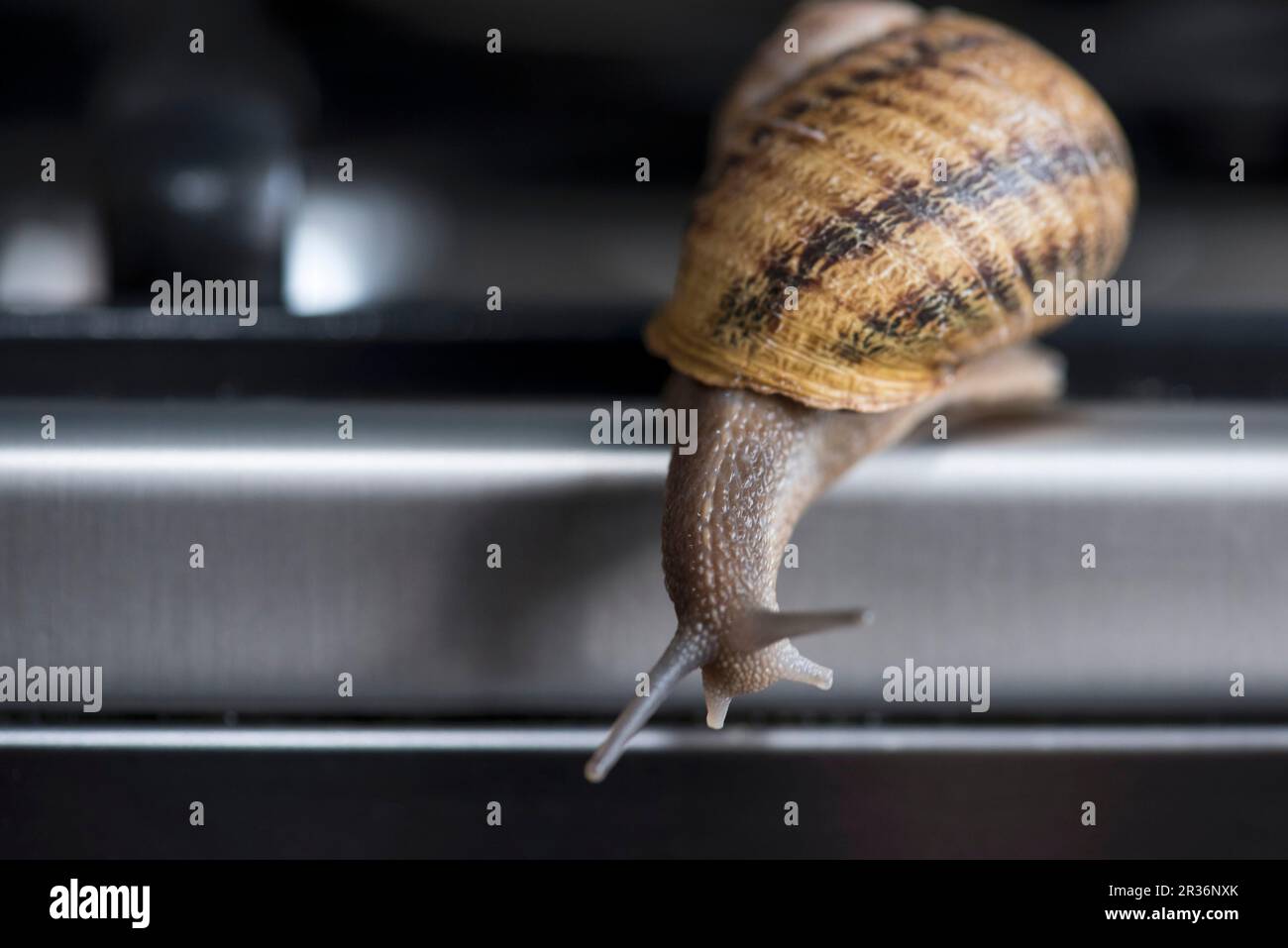 A moving edible snail Stock Photo - Alamy