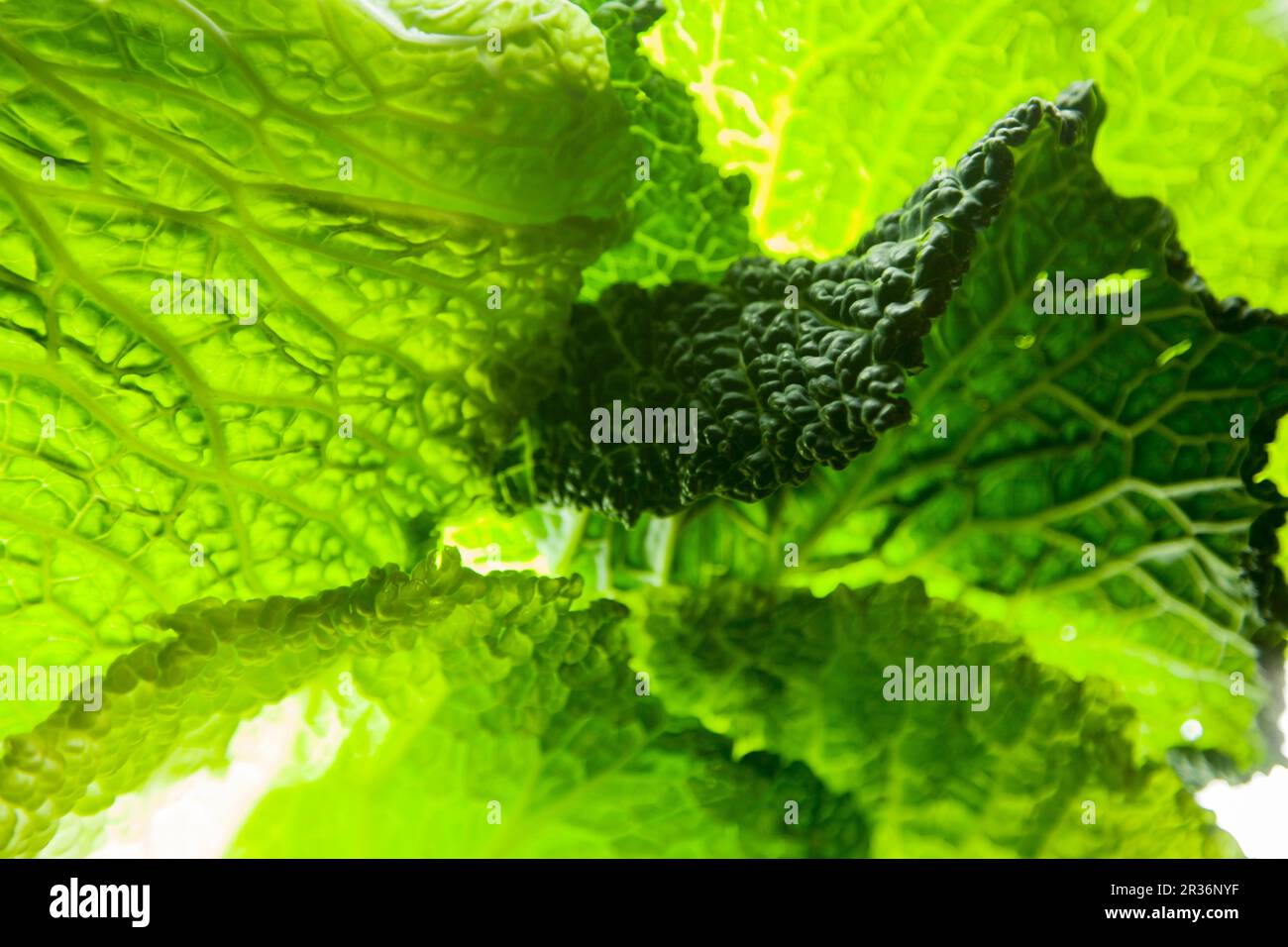 Light shining through savoy cabbage leaves (full-frame Stock Photo - Alamy