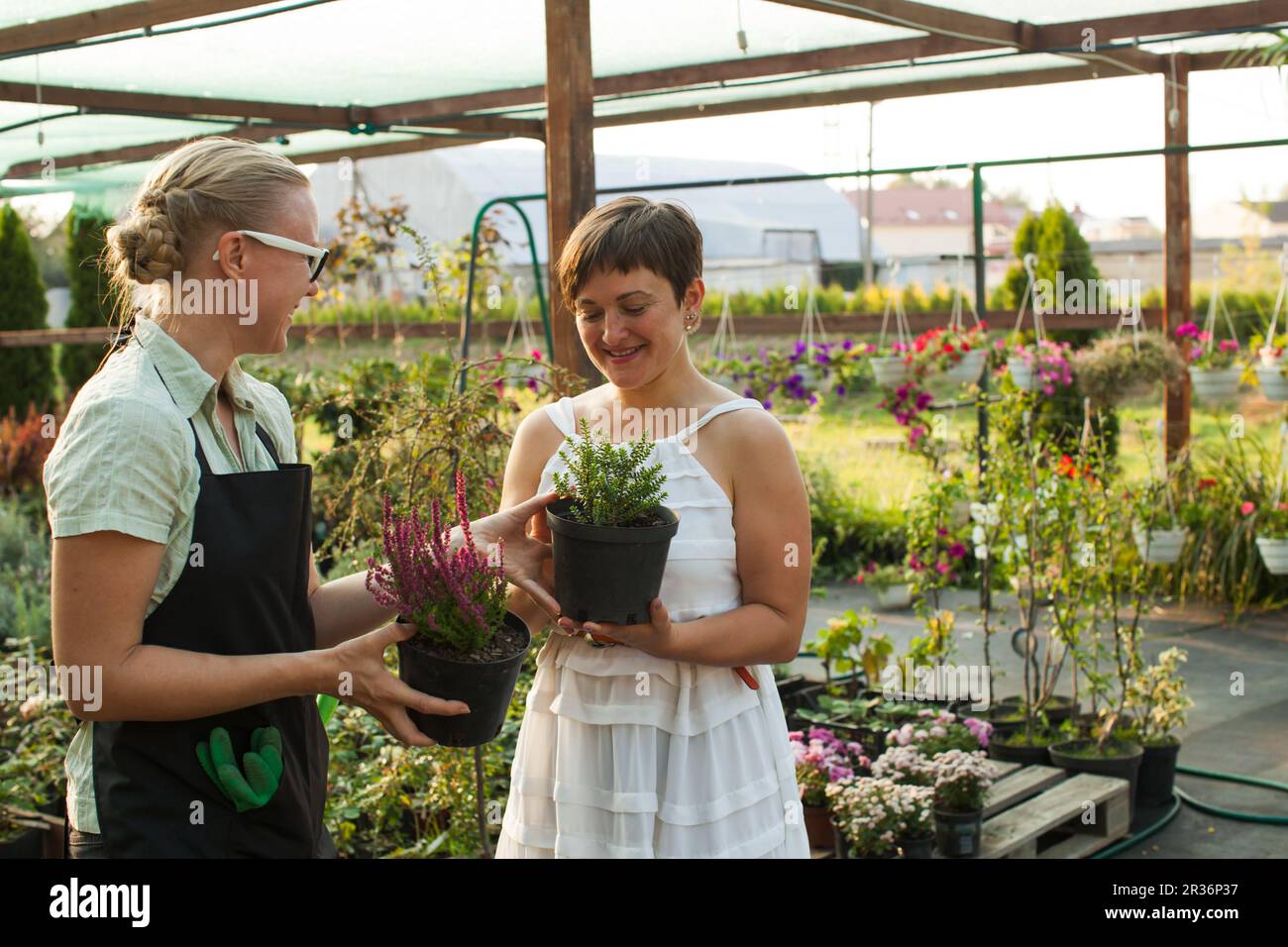 Florist demonstrating flowers in a pot Stock Photo - Alamy
