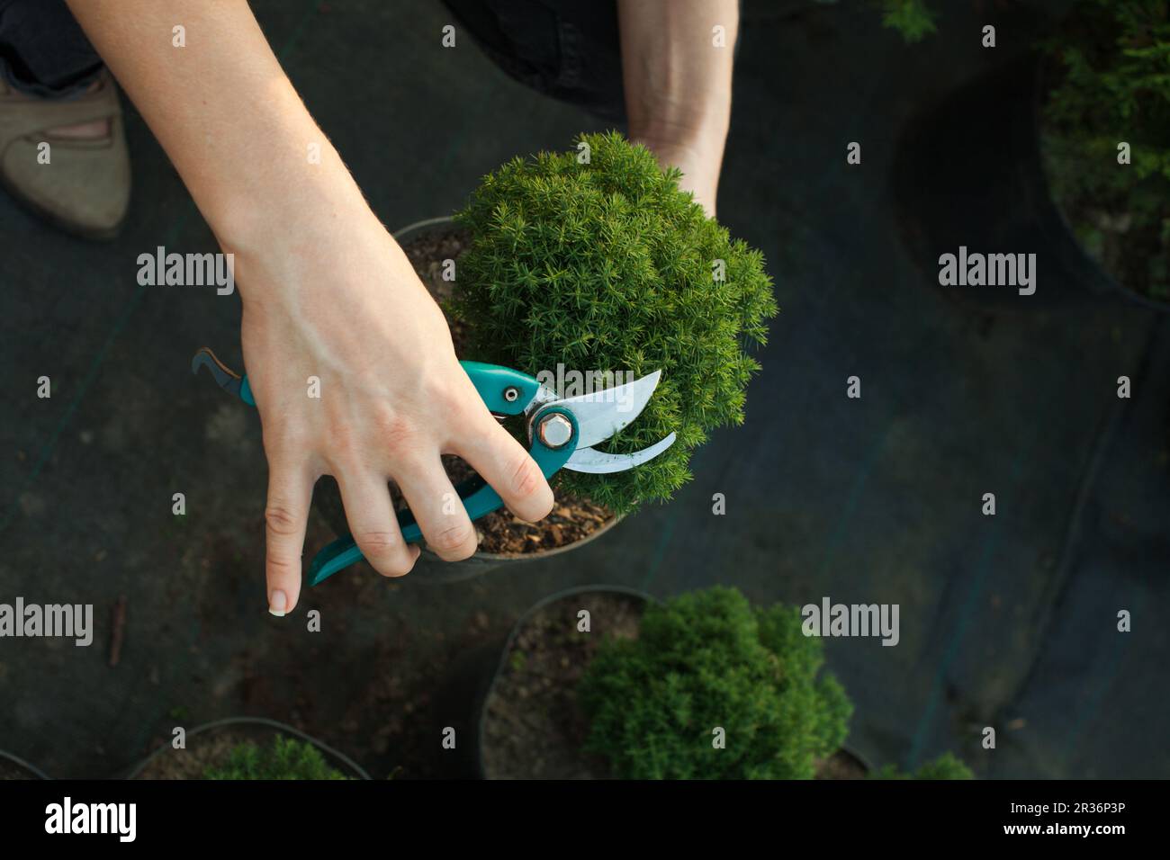Growth cutting hi-res stock photography and images - Alamy