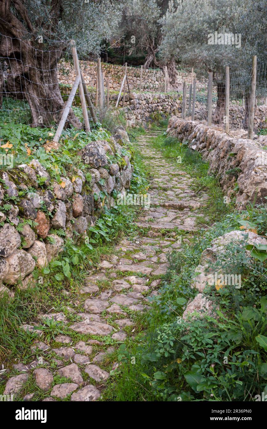 Cami de Rocafort, Natural Park Sierra de Tramuntana. Mallorca. Balearic ...