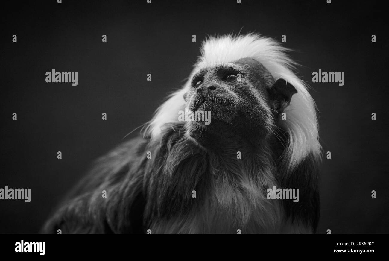 Tamarin background Black and White Stock Photos & Images - Alamy
