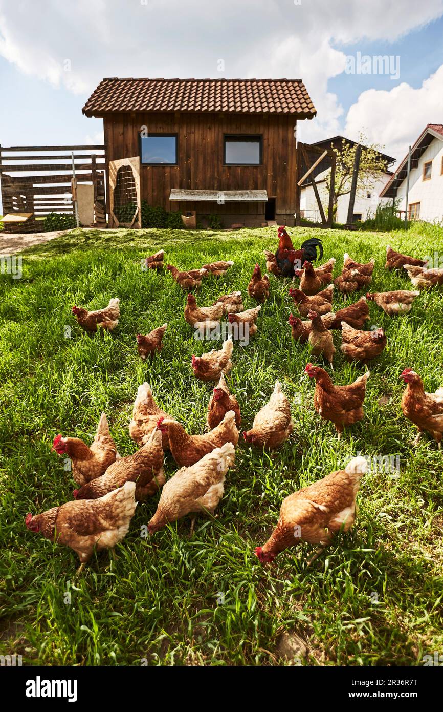 Free-range organic chickens Stock Photo - Alamy