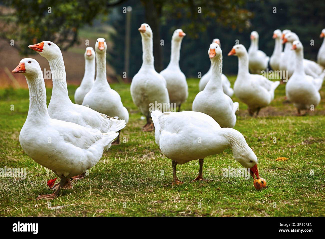 Free-range organic geese Stock Photo - Alamy
