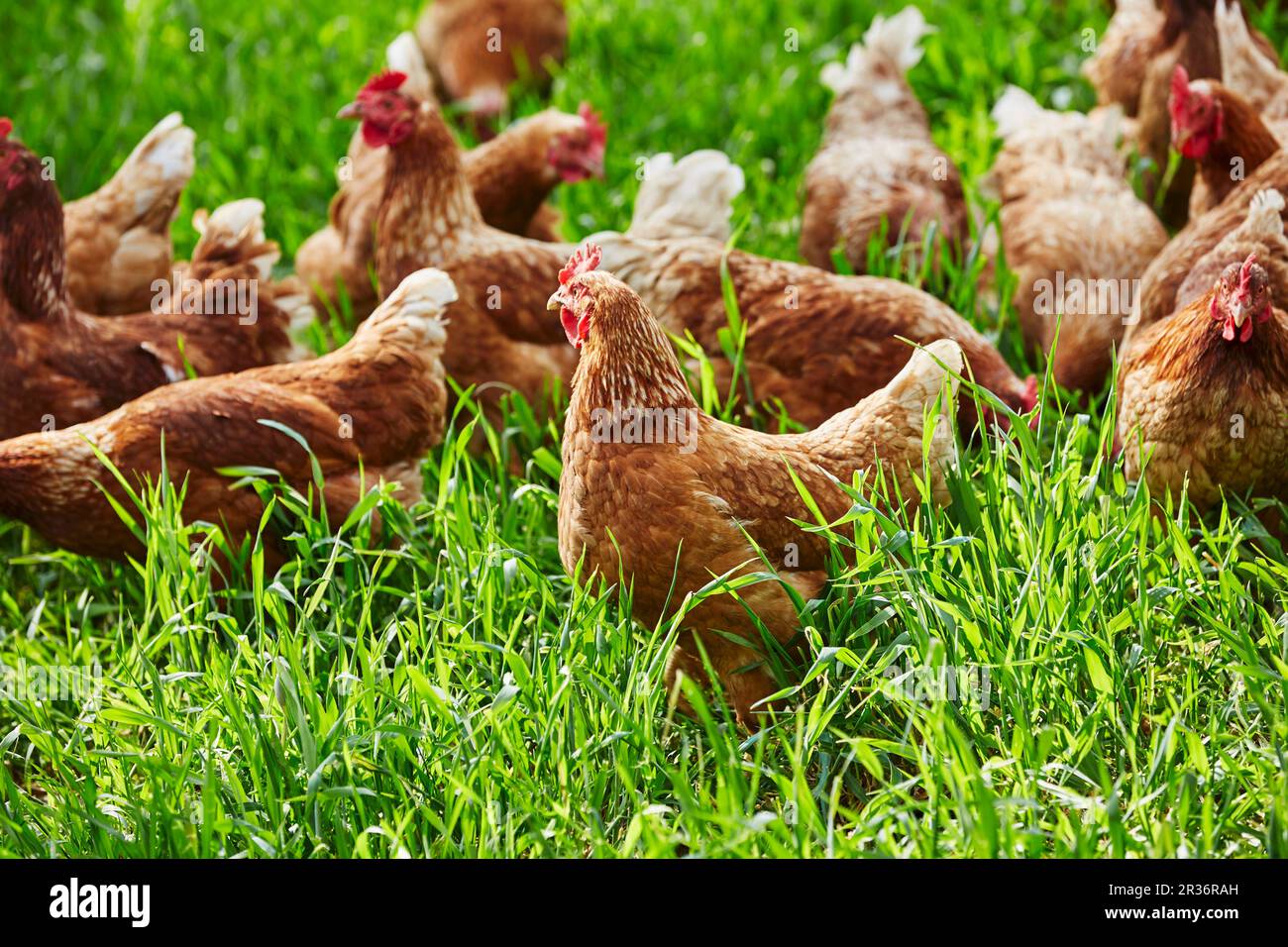 Free-range organic chickens Stock Photo - Alamy