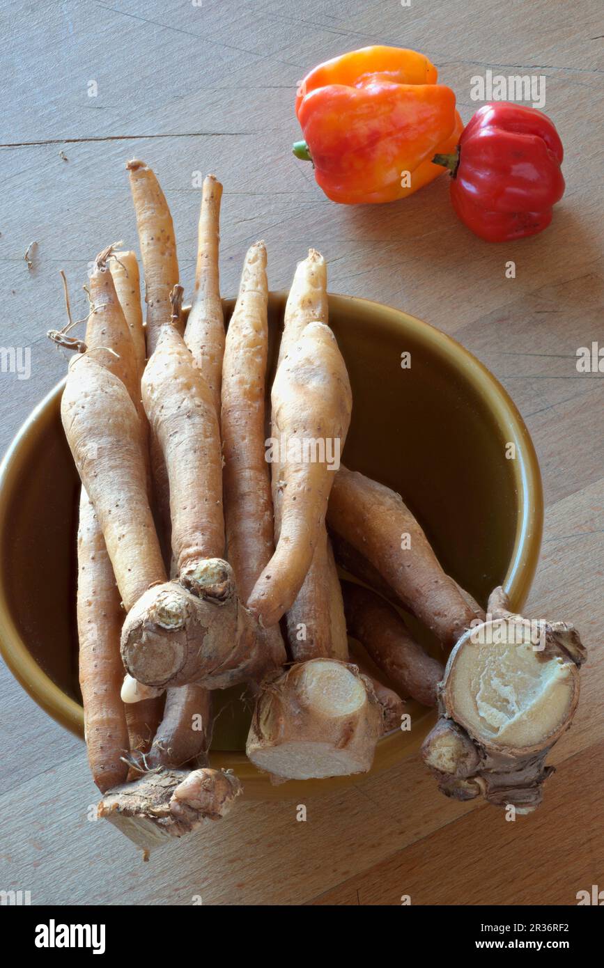 Krachai (Boesenbergia rotunda, also known as fingerroot) and chilli ...