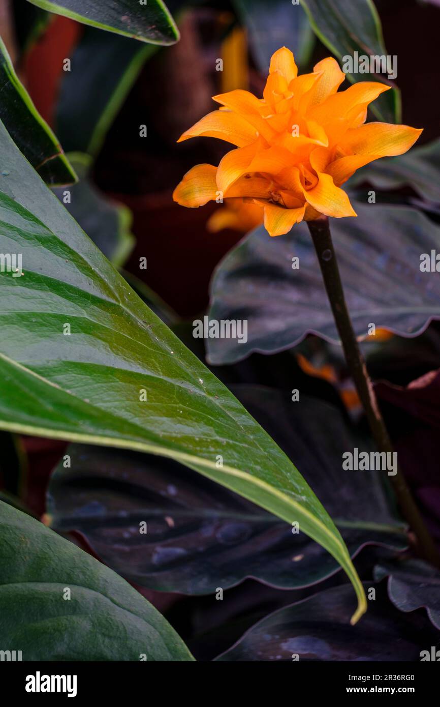 Calathea crocata, Mallorca, Balearic Islands, Spain Stock Photo - Alamy
