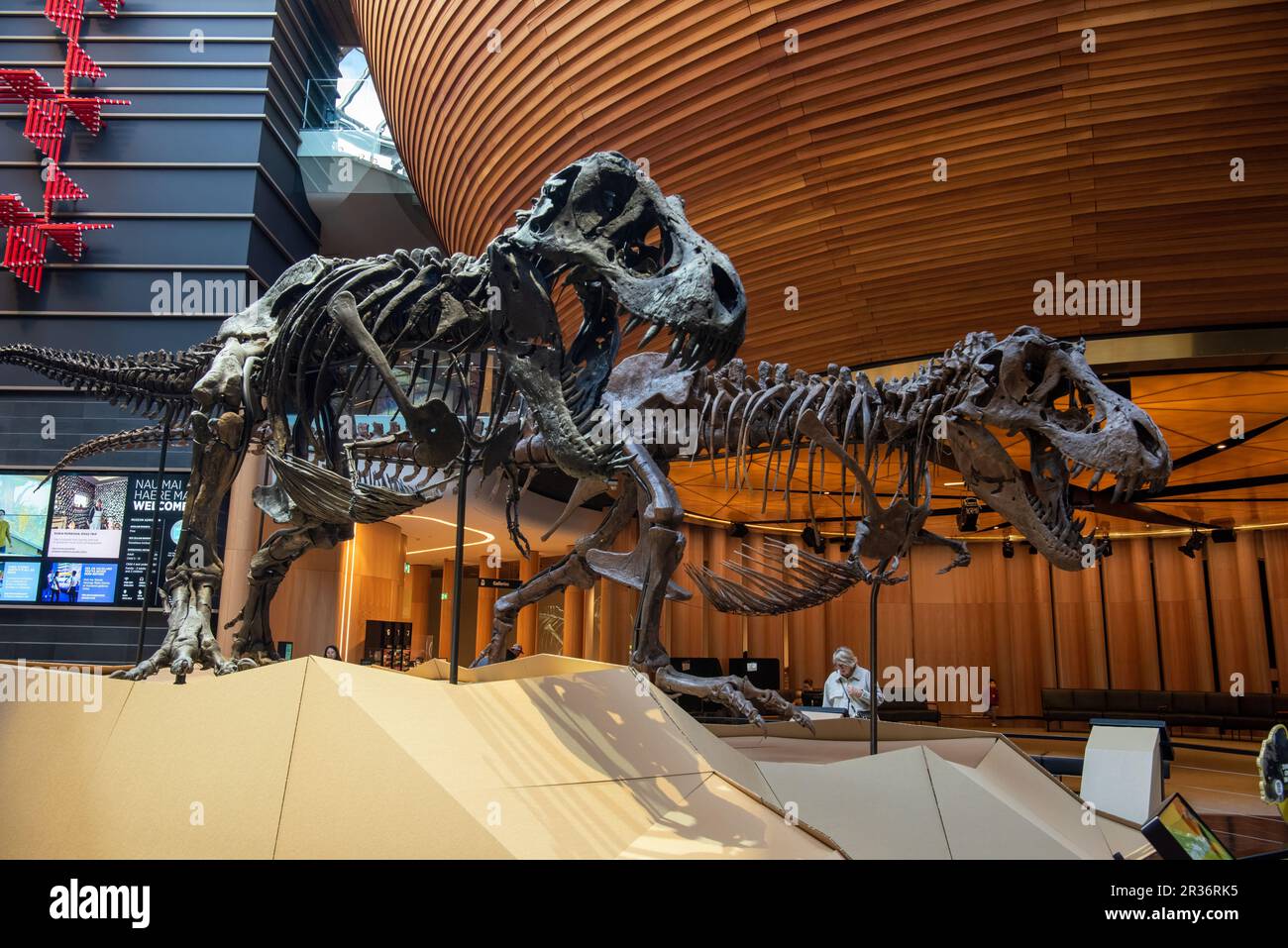 Tyrannosaurus Rex Dinosaur skeletons, Peter and Barbara on display at ...
