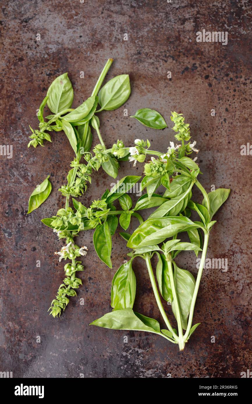Sprigs of basil with flowers on a metal surface Stock Photo - Alamy