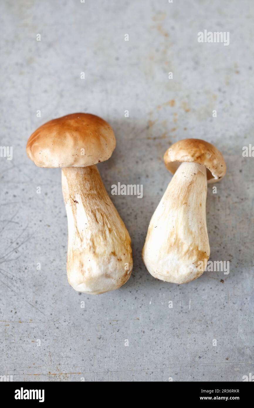 Ceps cut hi-res stock photography and images - Alamy