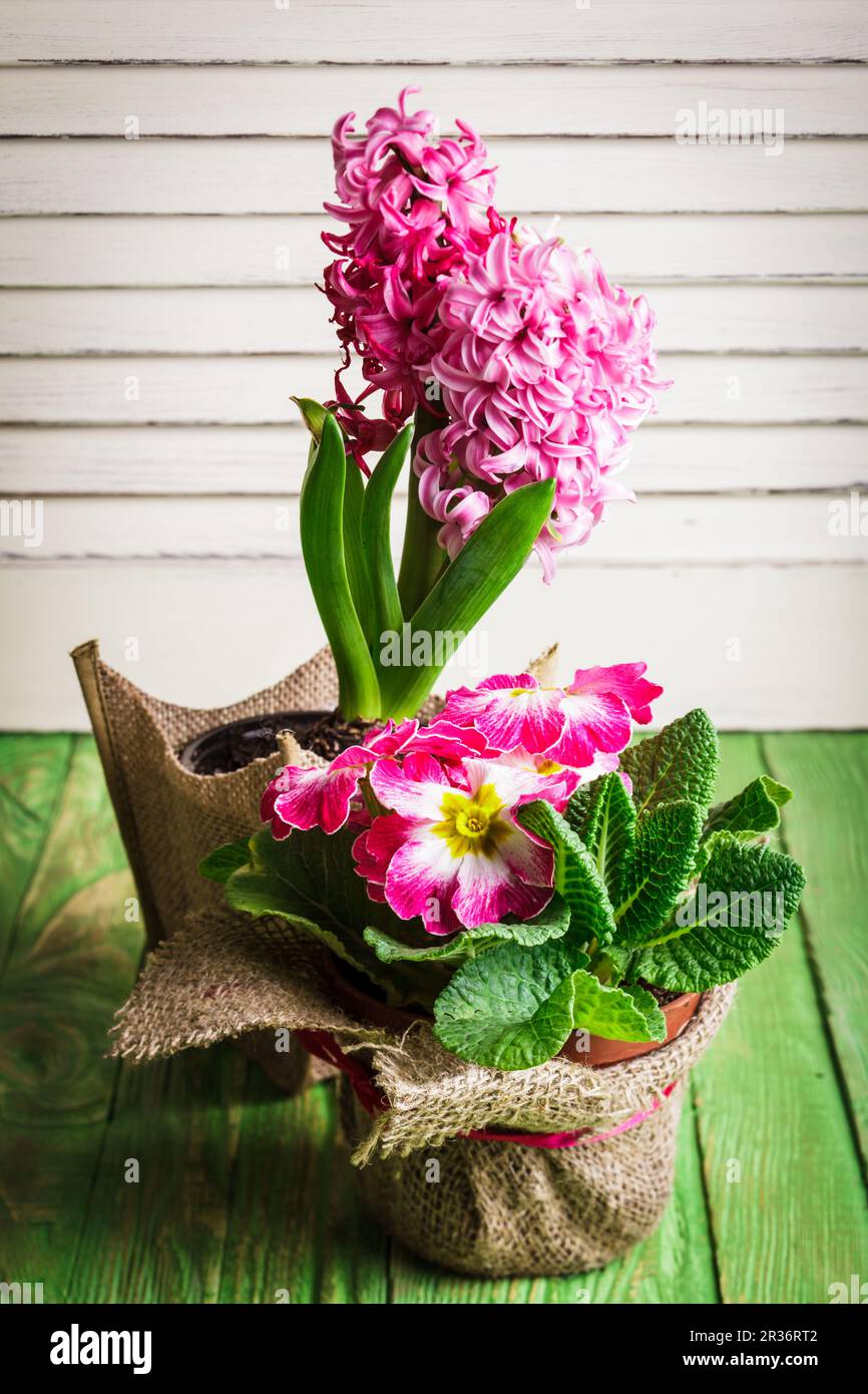 Pink spring flowers Stock Photo - Alamy