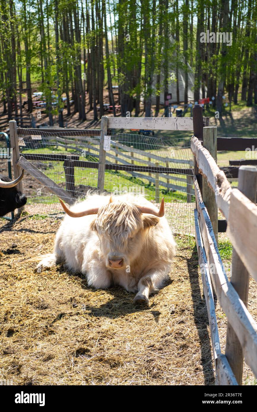 Beautiful white yak on a farm in Canada Stock Photo - Alamy