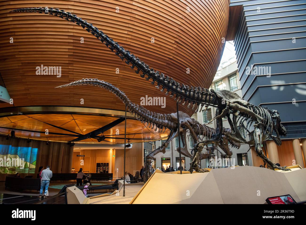 Tyrannosaurus Rex Dinosaur skeletons, Peter and Barbara on display at ...