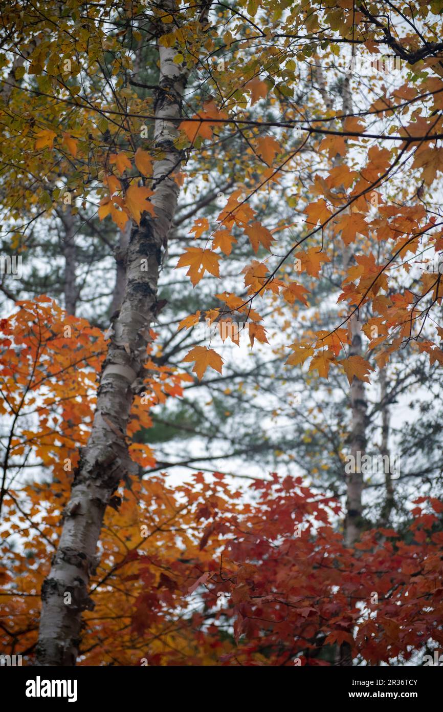 Beautiful fall autumn colourful foliage in a forest in Canada Stock ...