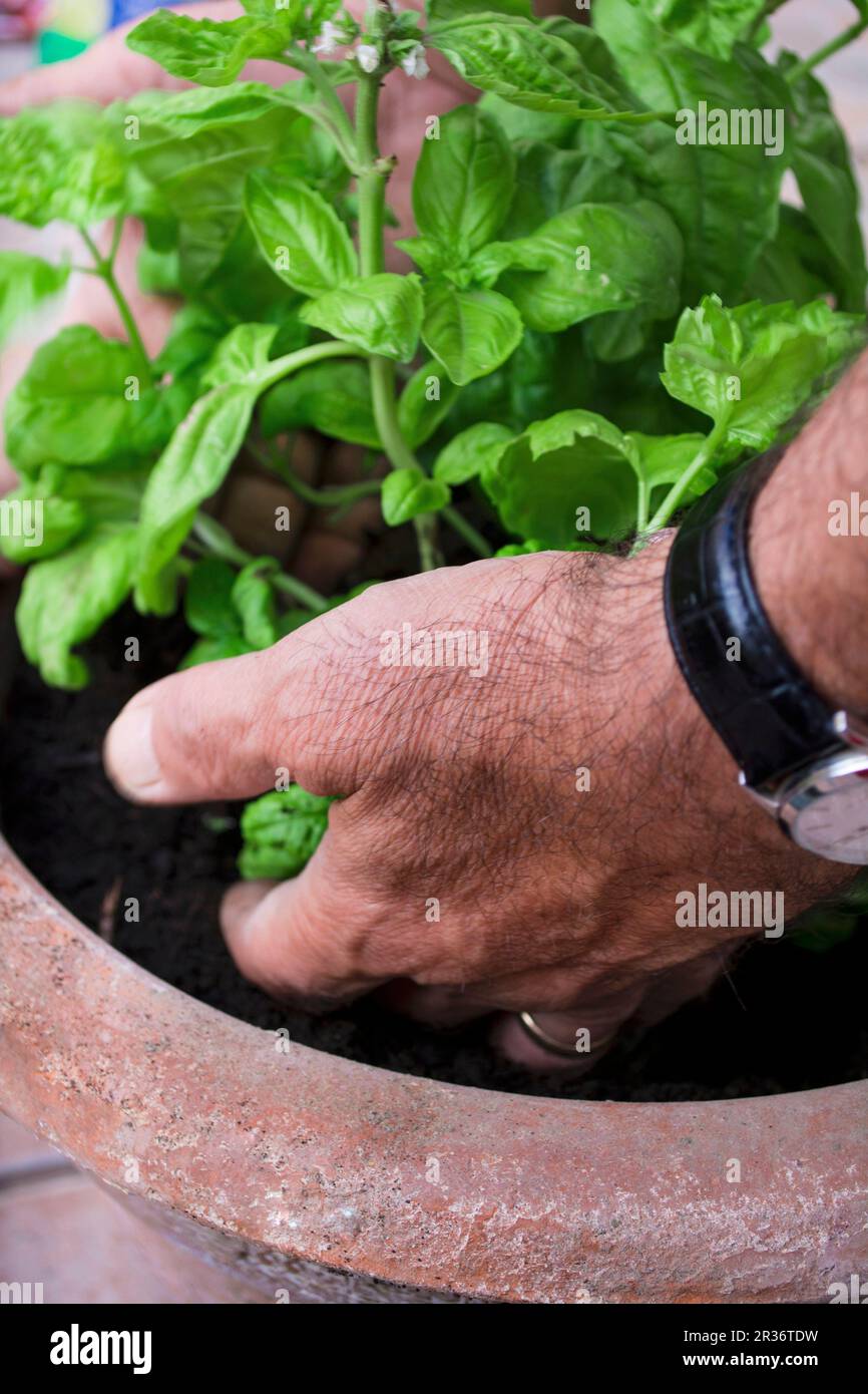 Hands holding fresh laid hi-res stock photography and images - Alamy