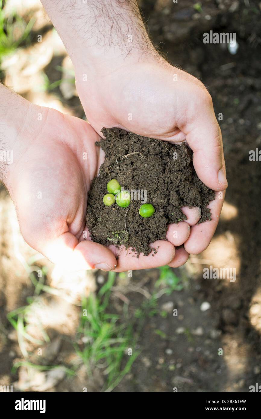 Hands holding soil with seeds Stock Photo - Alamy