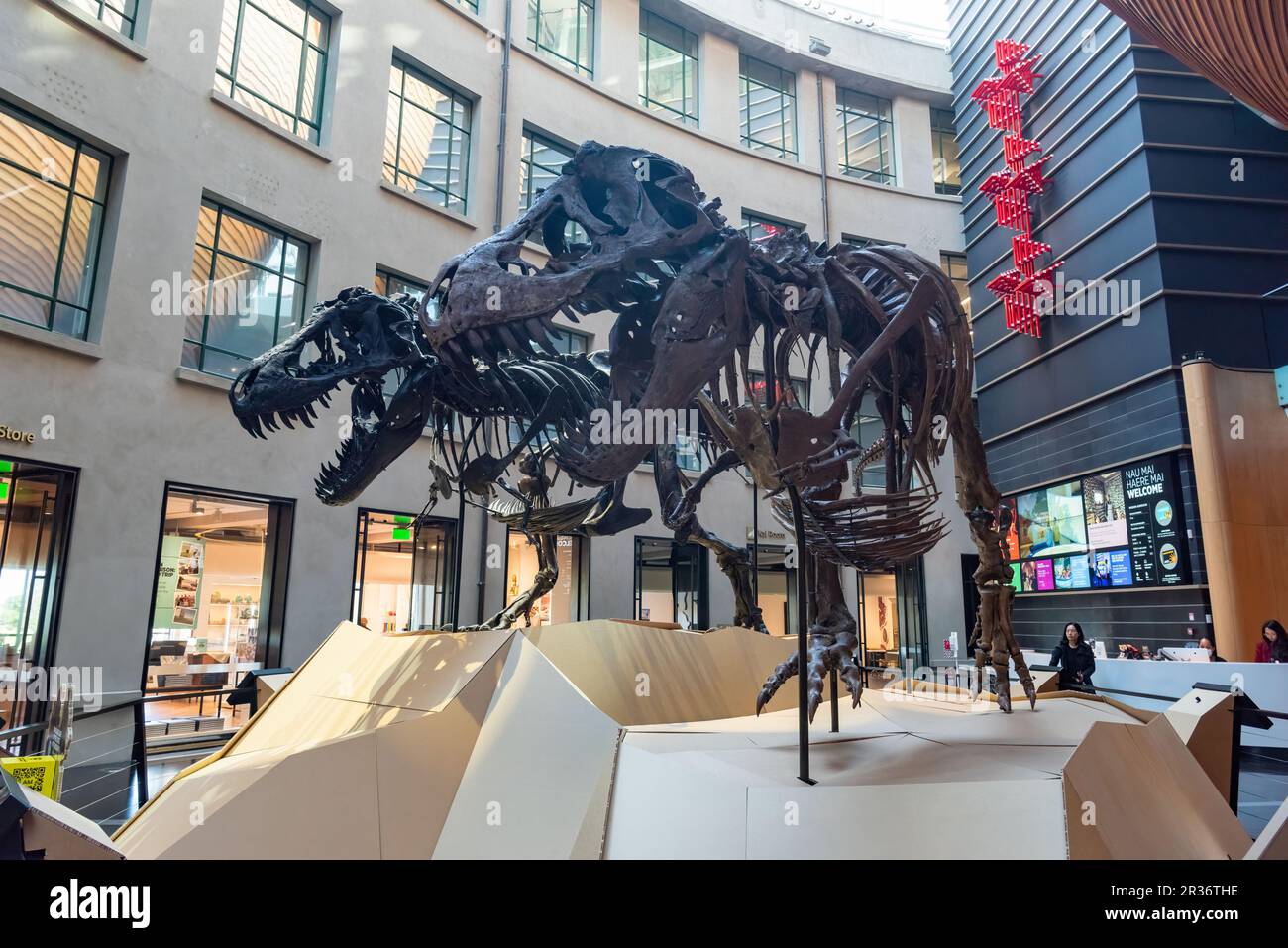 Tyrannosaurus Rex Dinosaur skeletons, Peter and Barbara on display at ...