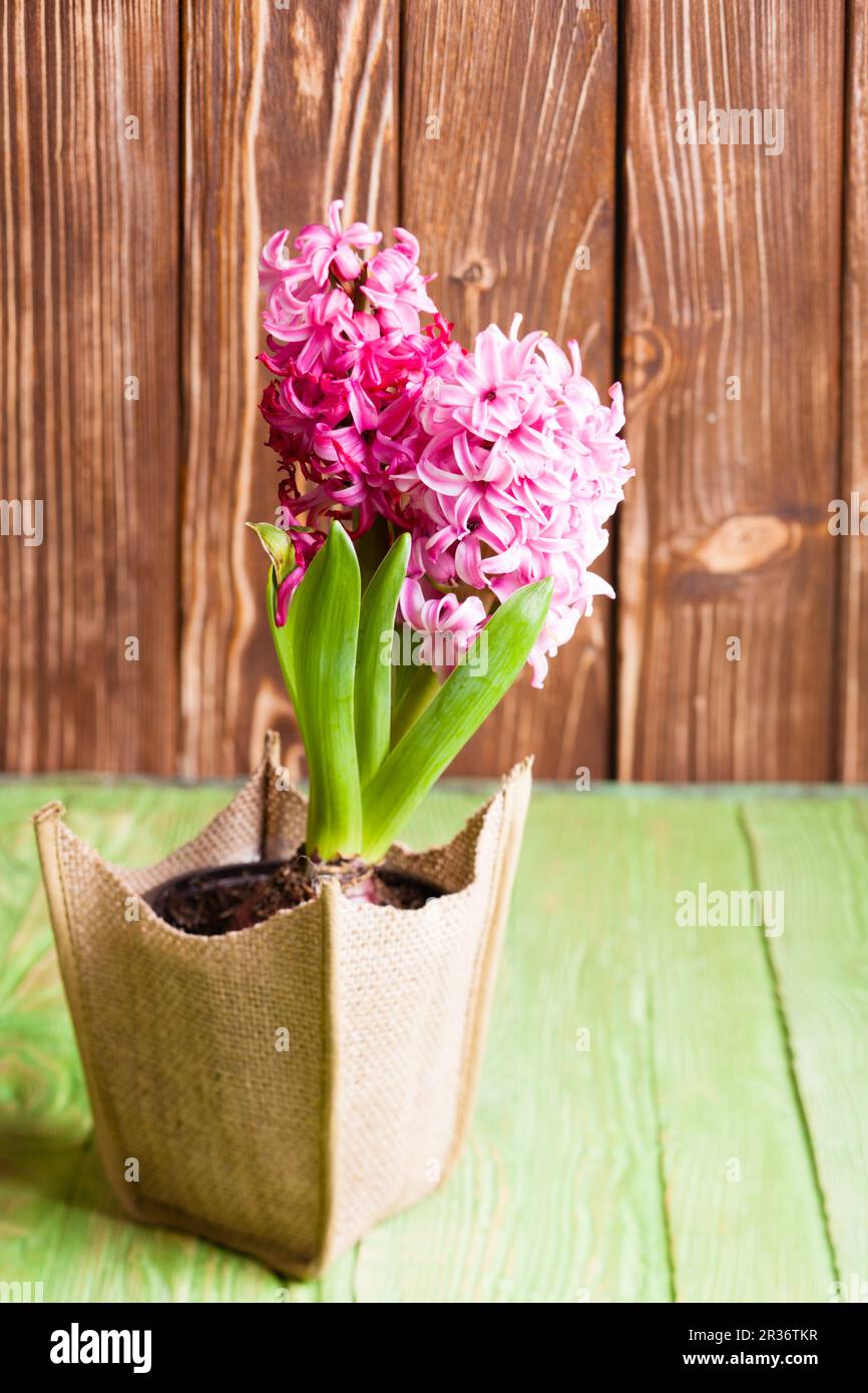 Pink spring flowers Stock Photo - Alamy
