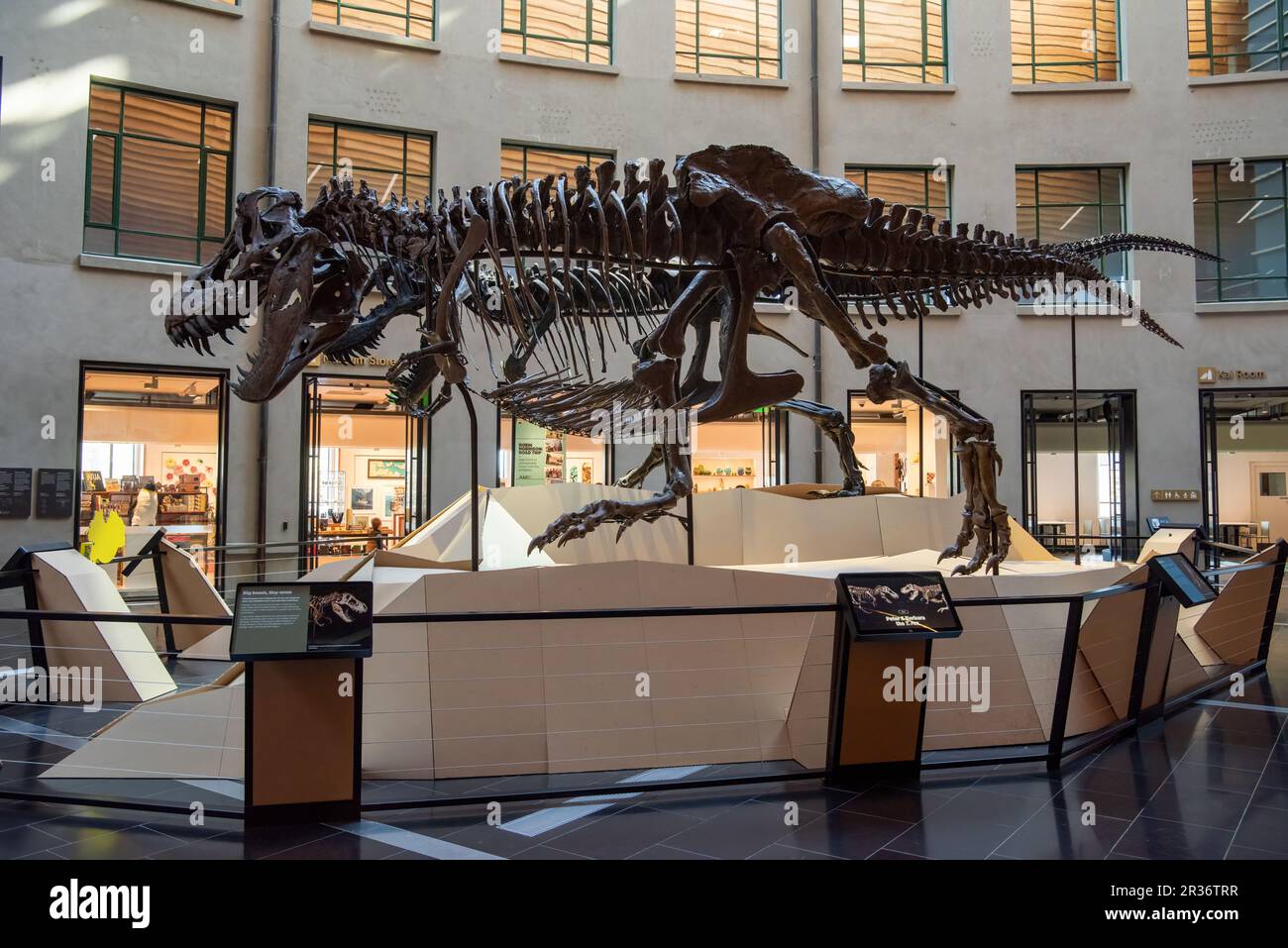 Tyrannosaurus Rex Dinosaur skeletons, Peter and Barbara on display at ...