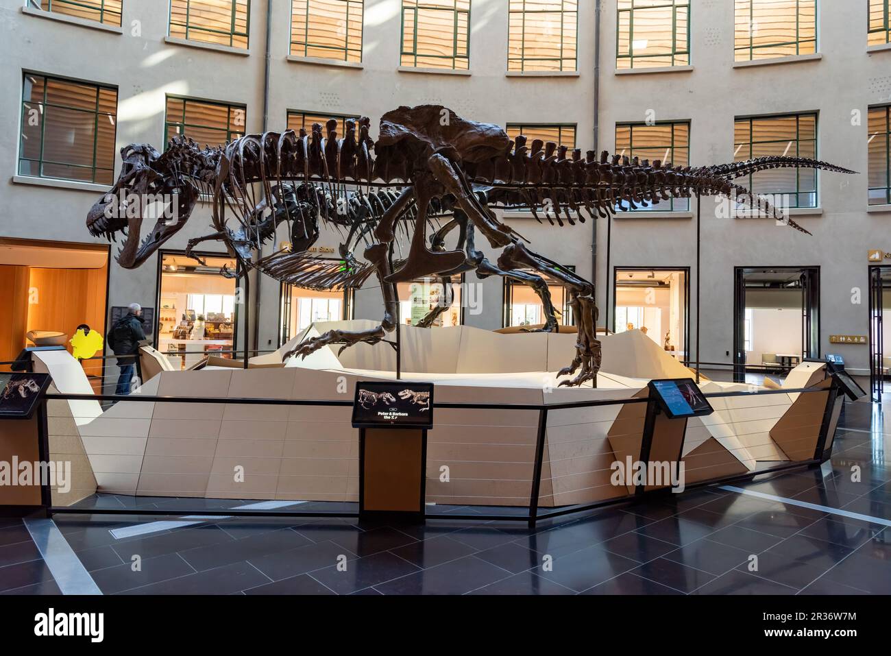 Tyrannosaurus Rex Dinosaur skeletons, Peter and Barbara on display at ...