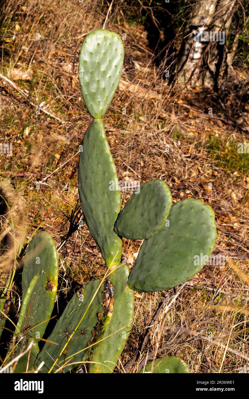 Australian desert cactus hi-res stock photography and images - Alamy
