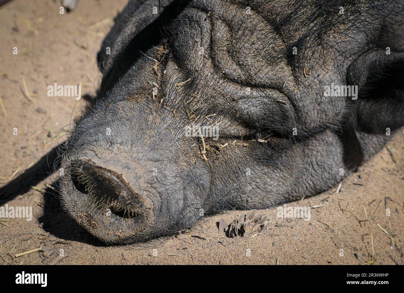 Close up of a pig on sand Stock Photo - Alamy