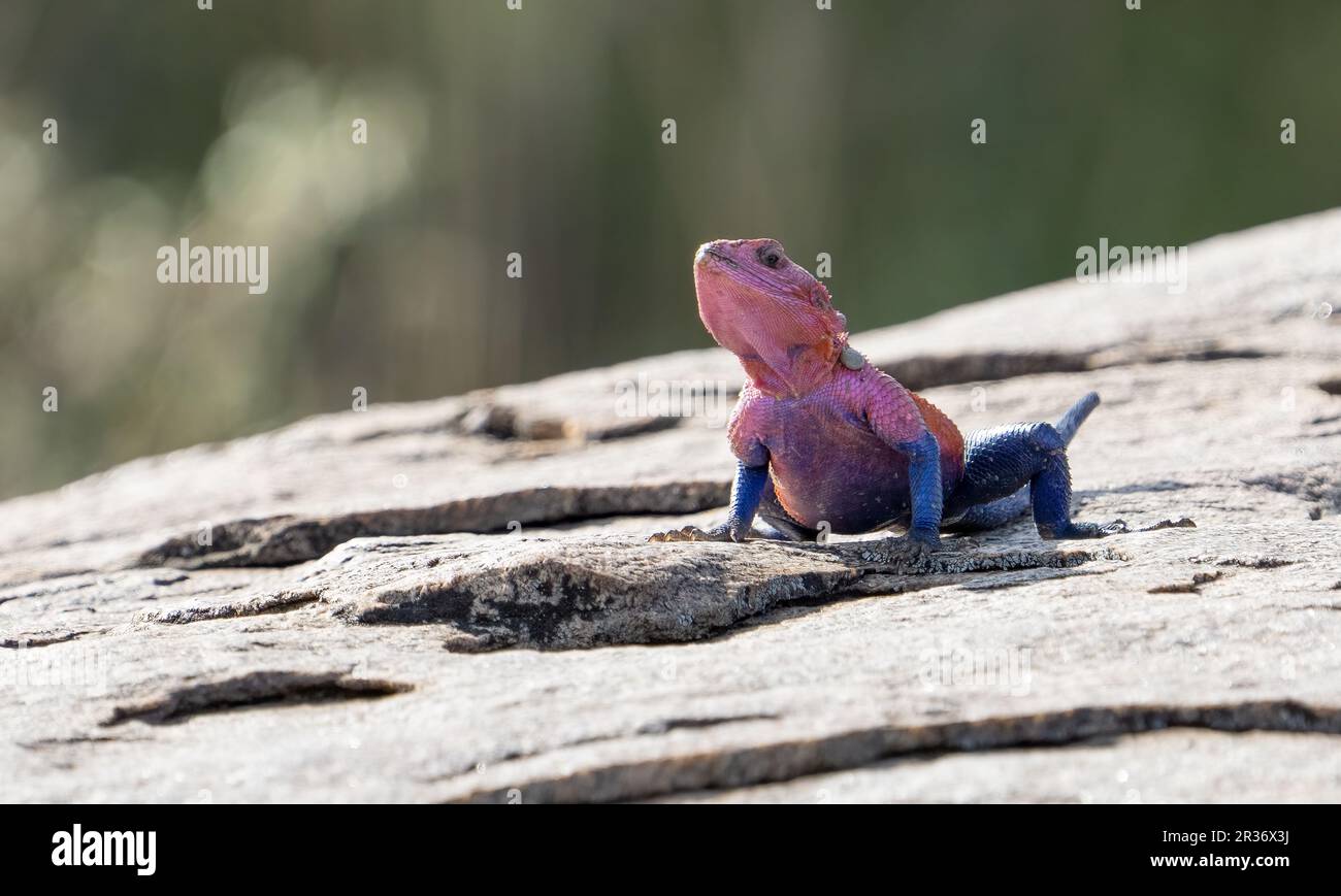 Agama lizard (agamdae) lying on the rocks in the north kopjes ...