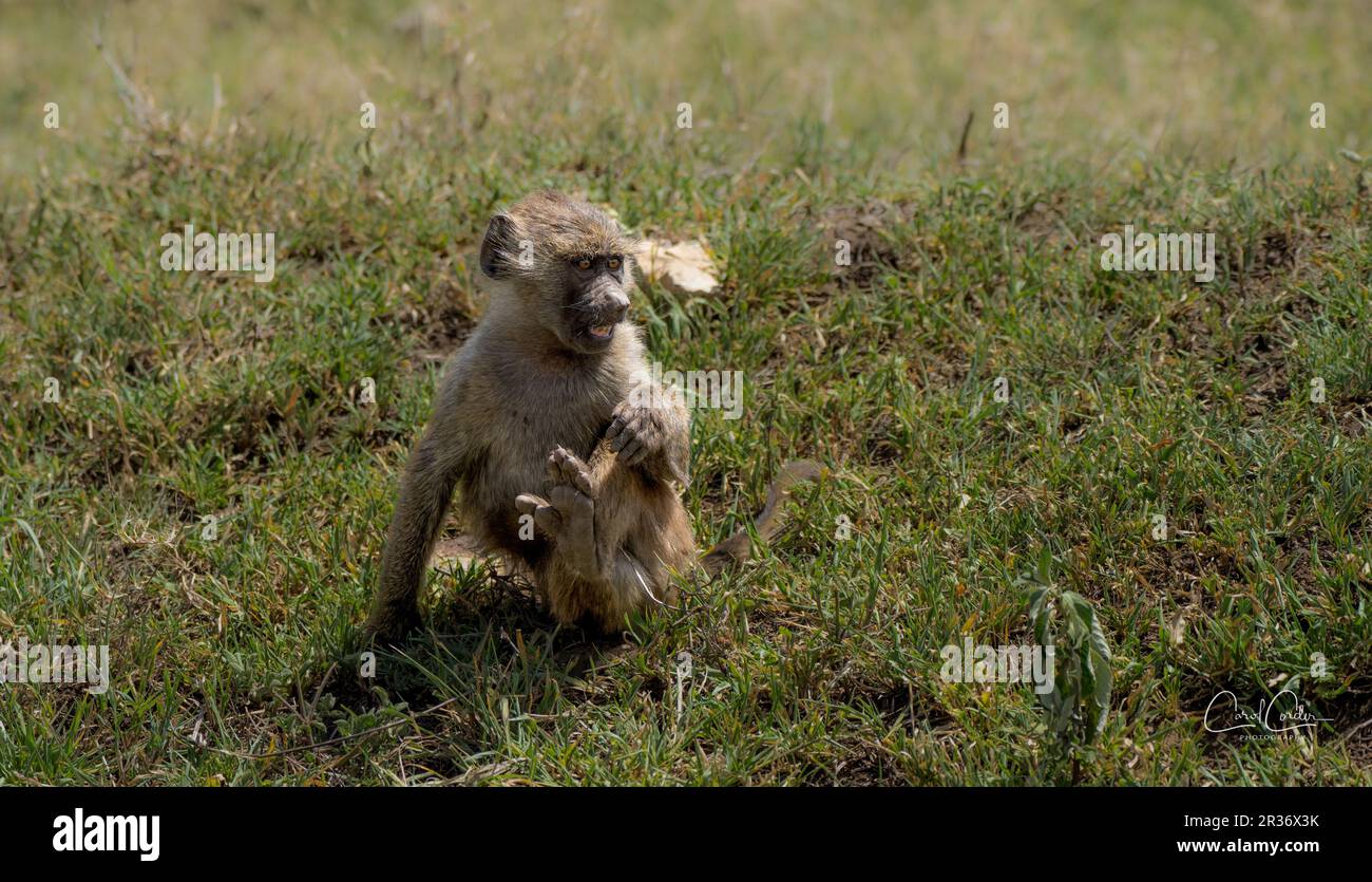 Olive baboon (Papio Anubis) in Ngorongoro Conservation Area, Tanzania ...