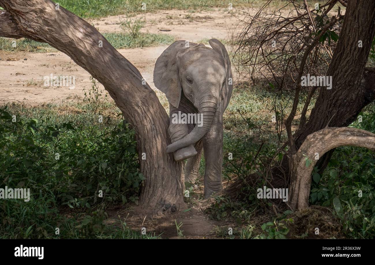 Baby elephant (Loxodonta africana) scratching his leg on a tree in Lake ...