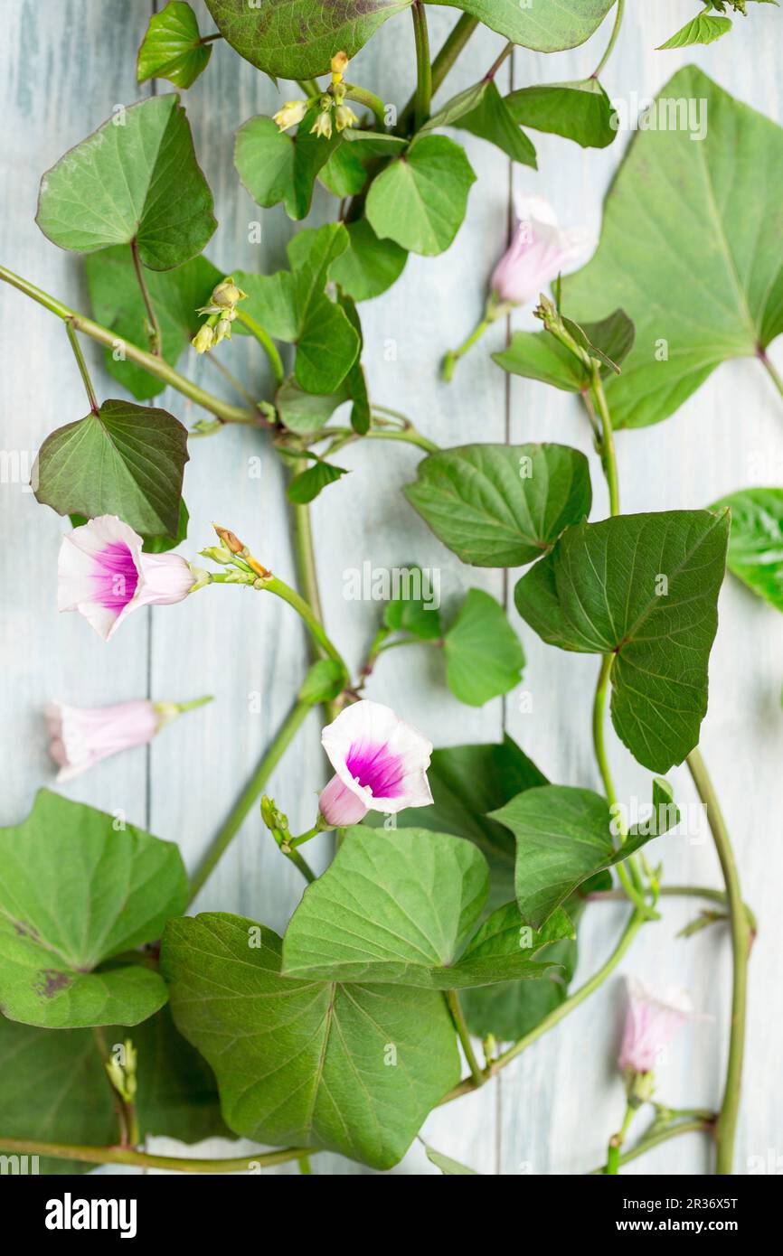 Sweet potato leaves and flowers Stock Photo - Alamy