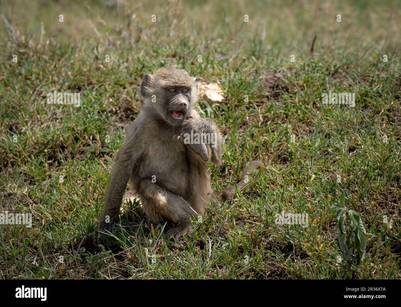 Olive baboon (Papio Anubis) in the Ngorongoro Conservation area ...