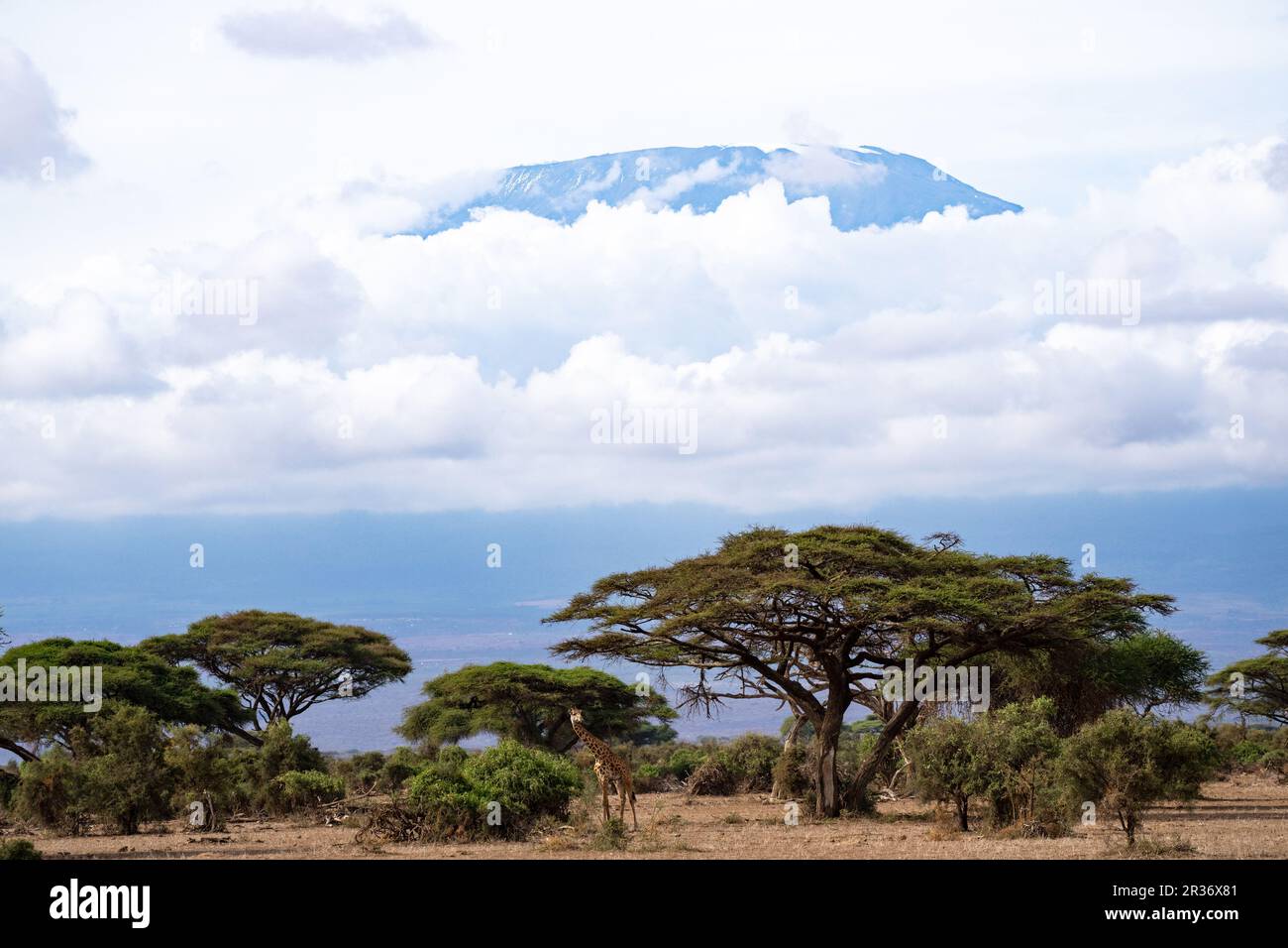 Giraffe under an acacia tree with Mt. Kilimanjaro in the background ...