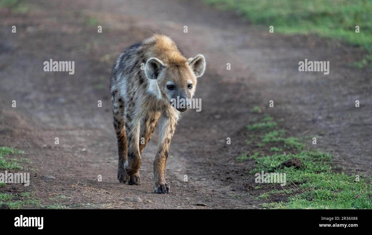 Close up of spotted hyena (Crocuta Crocuta) in the Ngorongoro ...