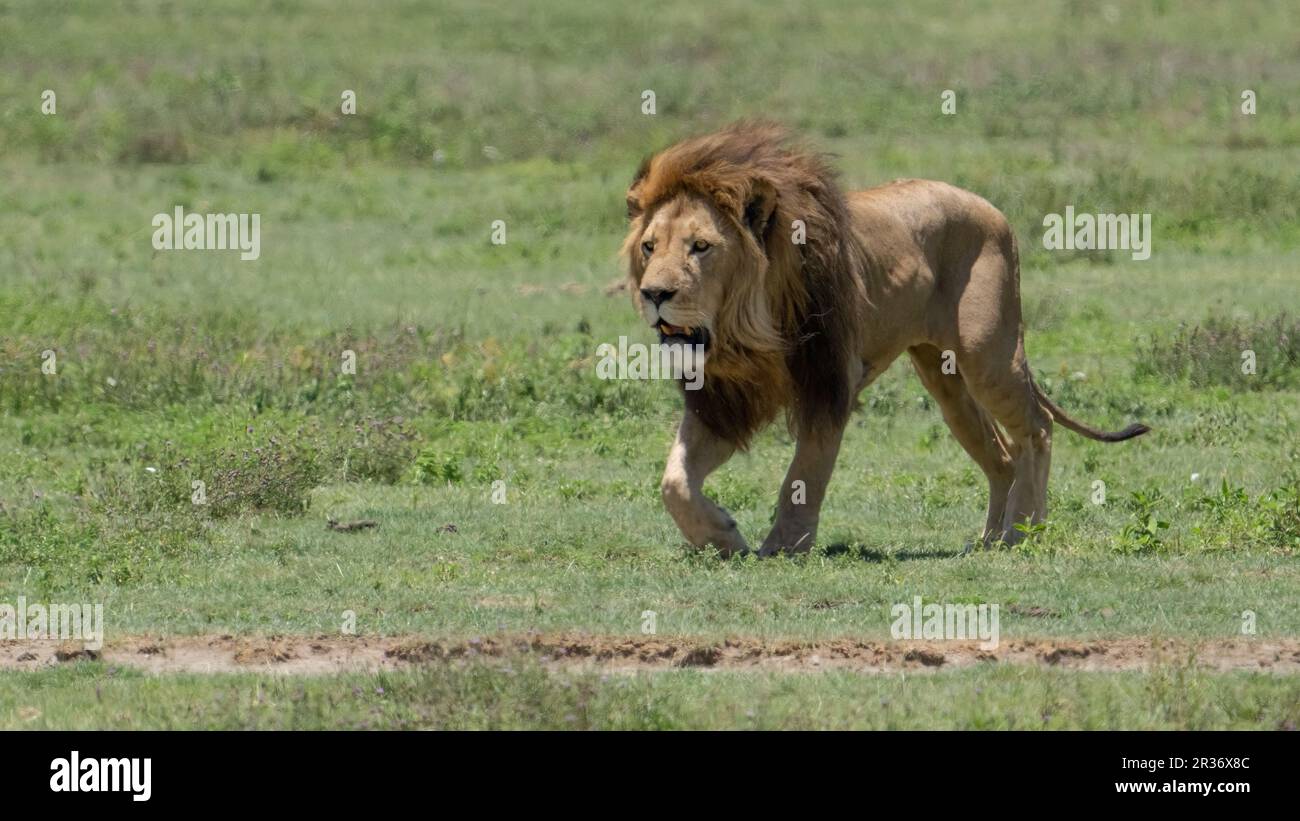 African male lion (Panthera Leo) in the Ngorongoro Conservation Area ...