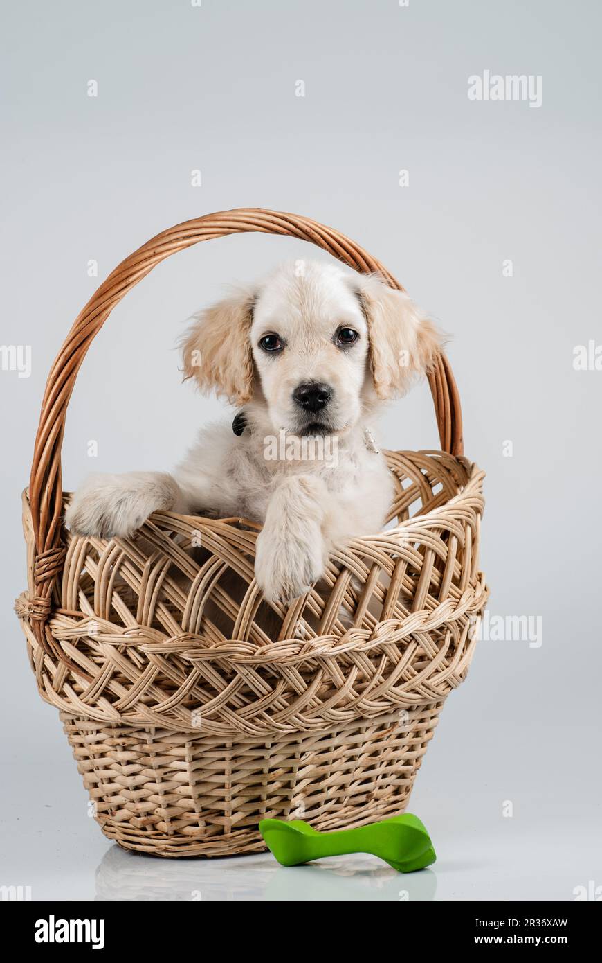 Gold kist hi-res stock photography and images - Alamy