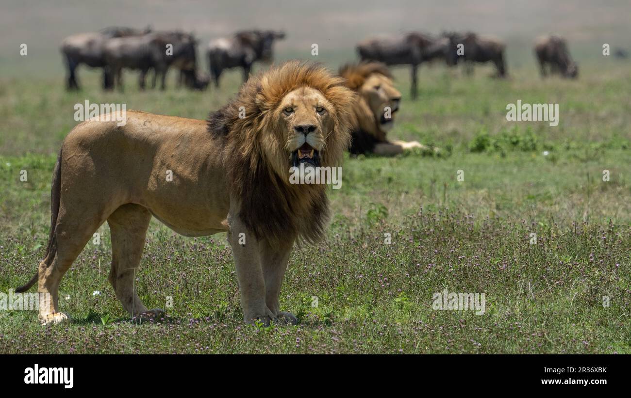 African male lion (Panthera Leo) in the Ngorongoro Conservation Area ...