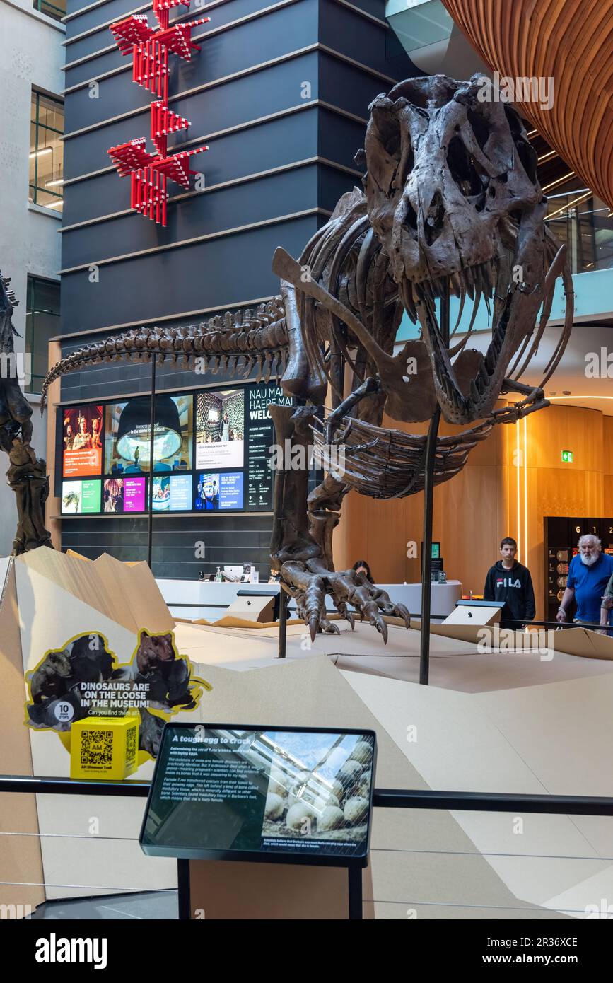 Tyrannosaurus Rex Dinosaur skeletons, Peter and Barbara on display at ...